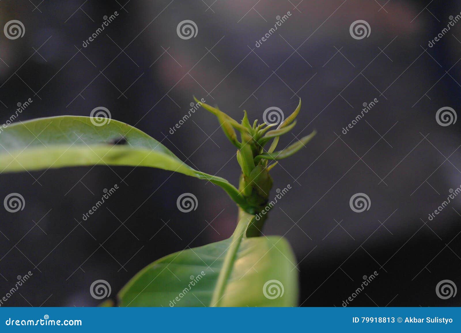 Little mango stock image. Image of youll, grow, little - 79918813