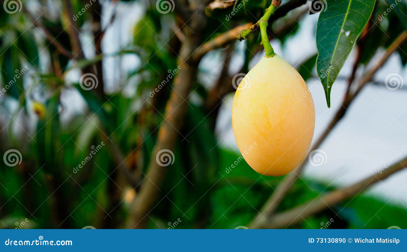 Little Mango stock photo. Image of gourmet, shadow, exotic - 73130890