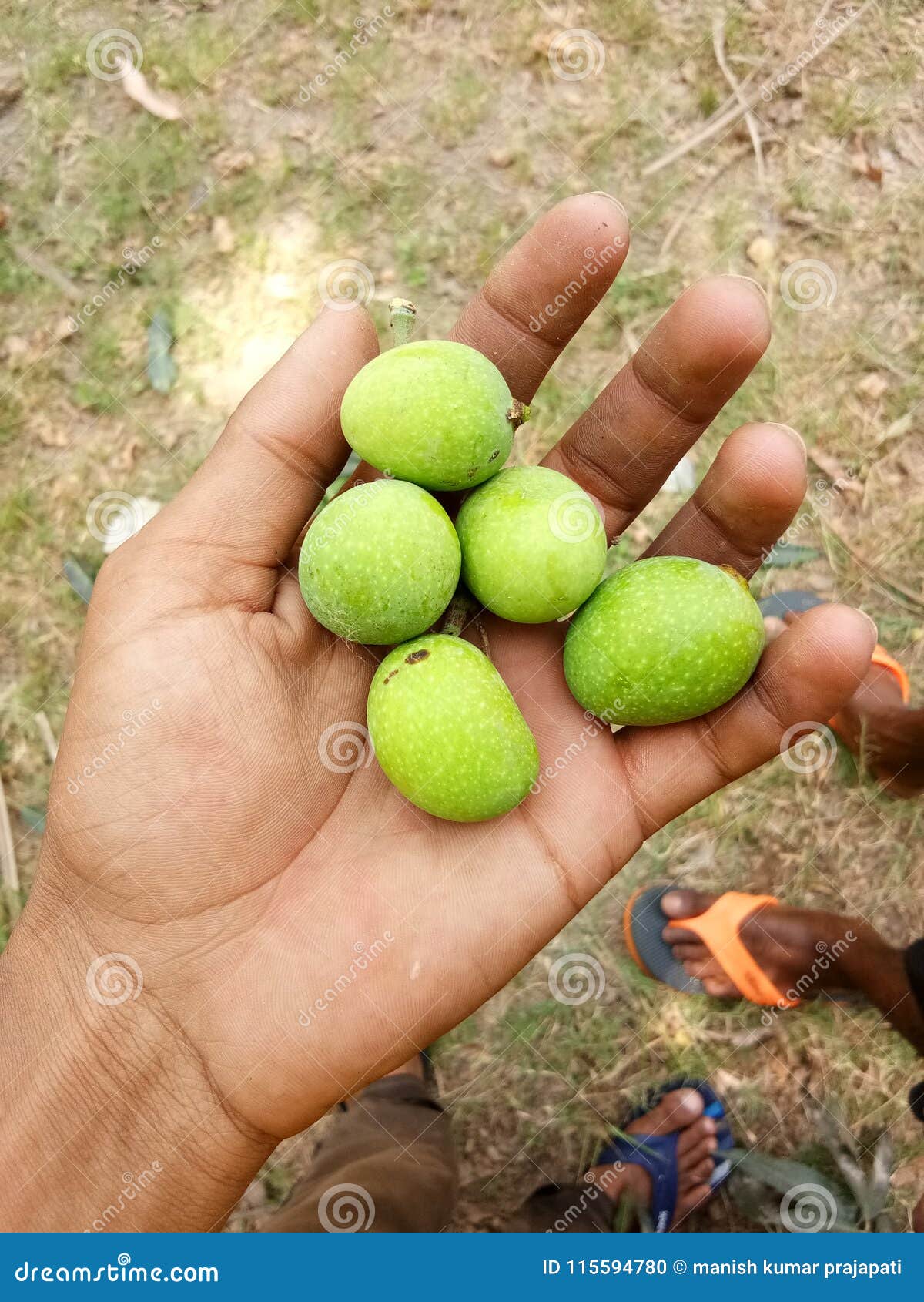 Small cute mango stock photo. Image of cute, mango, small - 115594780