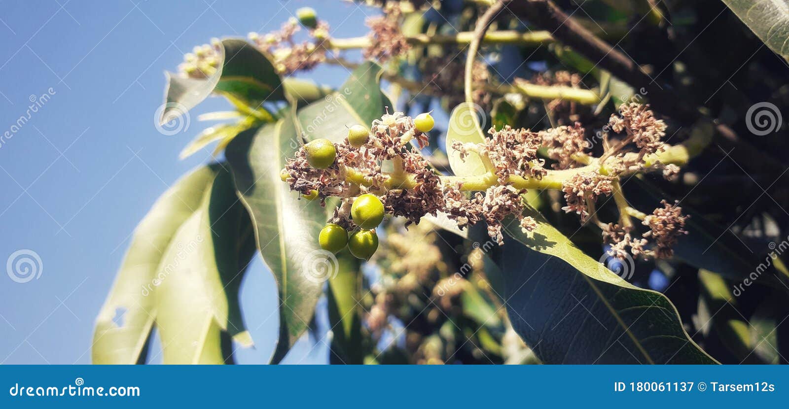 Little Mangos on tree stock image. Image of plant, autumn - 180061137