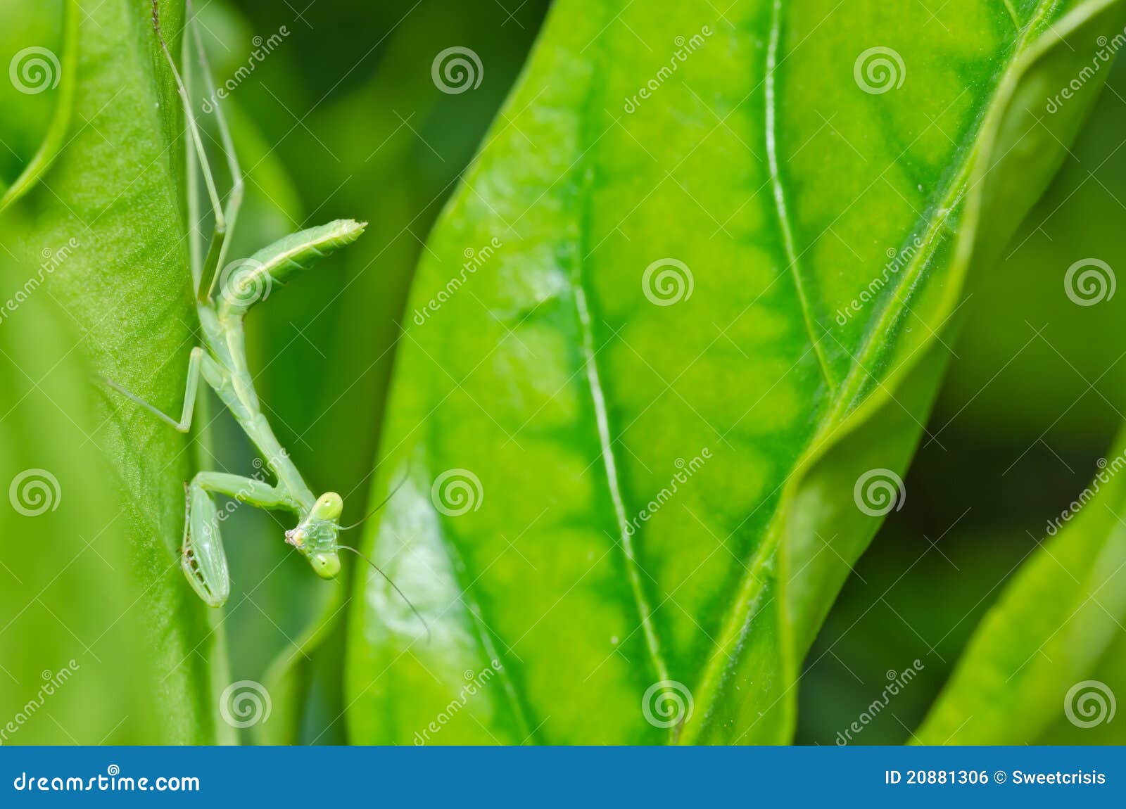 1,440 Little Mantis Stock Photos - Free & Royalty-Free Stock Photos ...