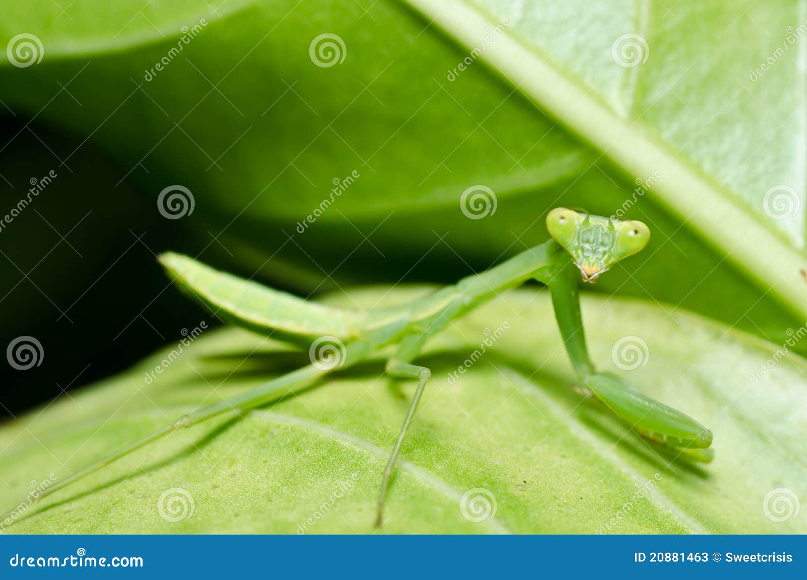 Little Mantis in Green Nature Stock Image - Image of background ...