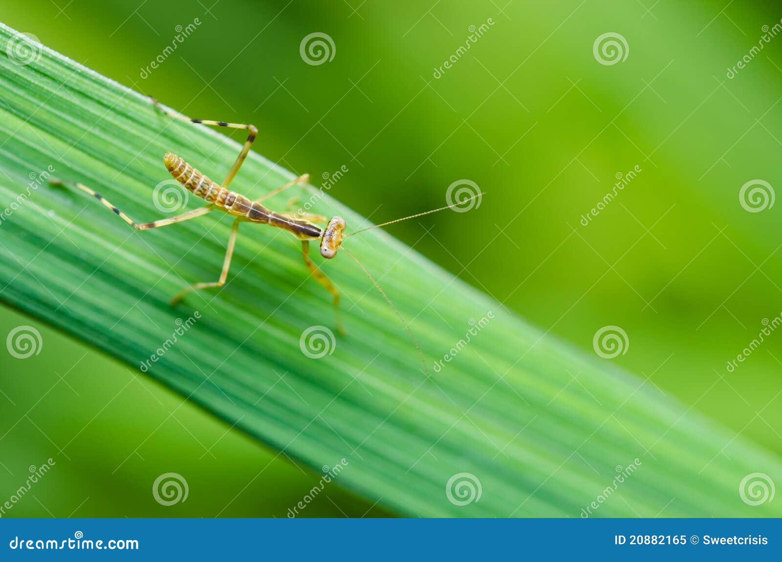 Little Mantis in Green Nature Stock Image - Image of antenna, life ...