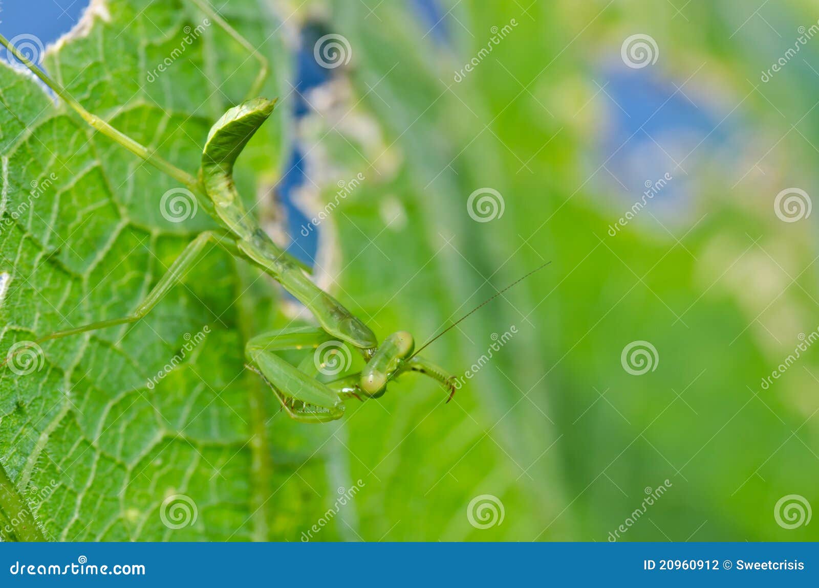 Little Mantis in Green Nature Stock Photo - Image of arthropod, antenna ...