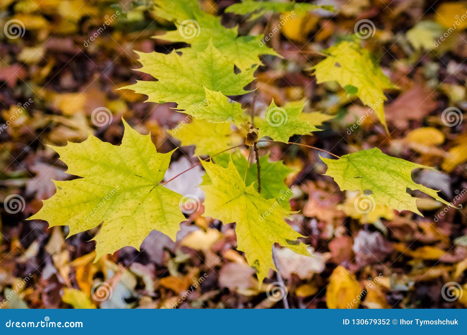 Little Maple Bush in Fall Foliage Stock Photo - Image of bright, autumn ...