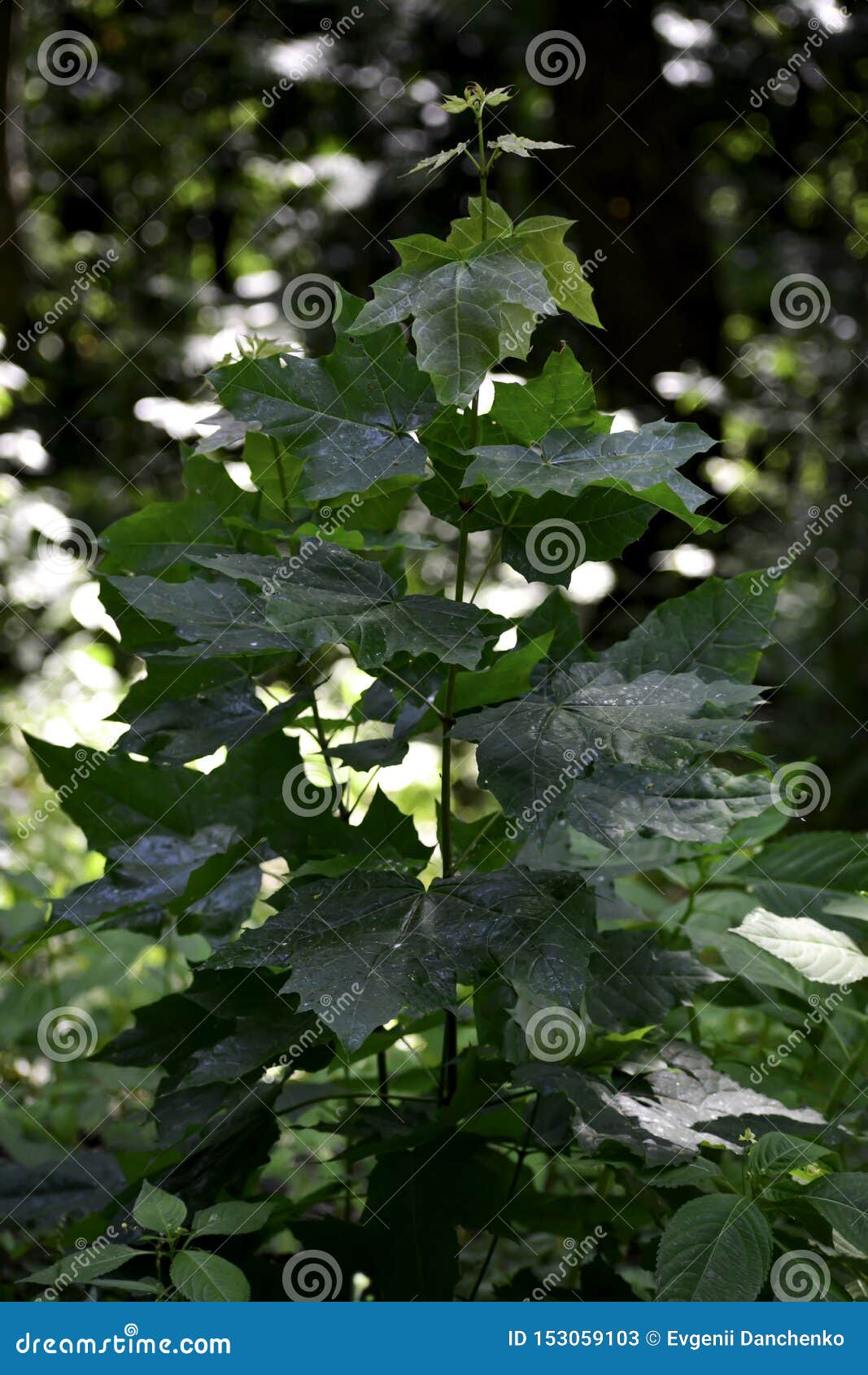 A Little Maple Grows in the Forest Stock Image - Image of plant, nature ...