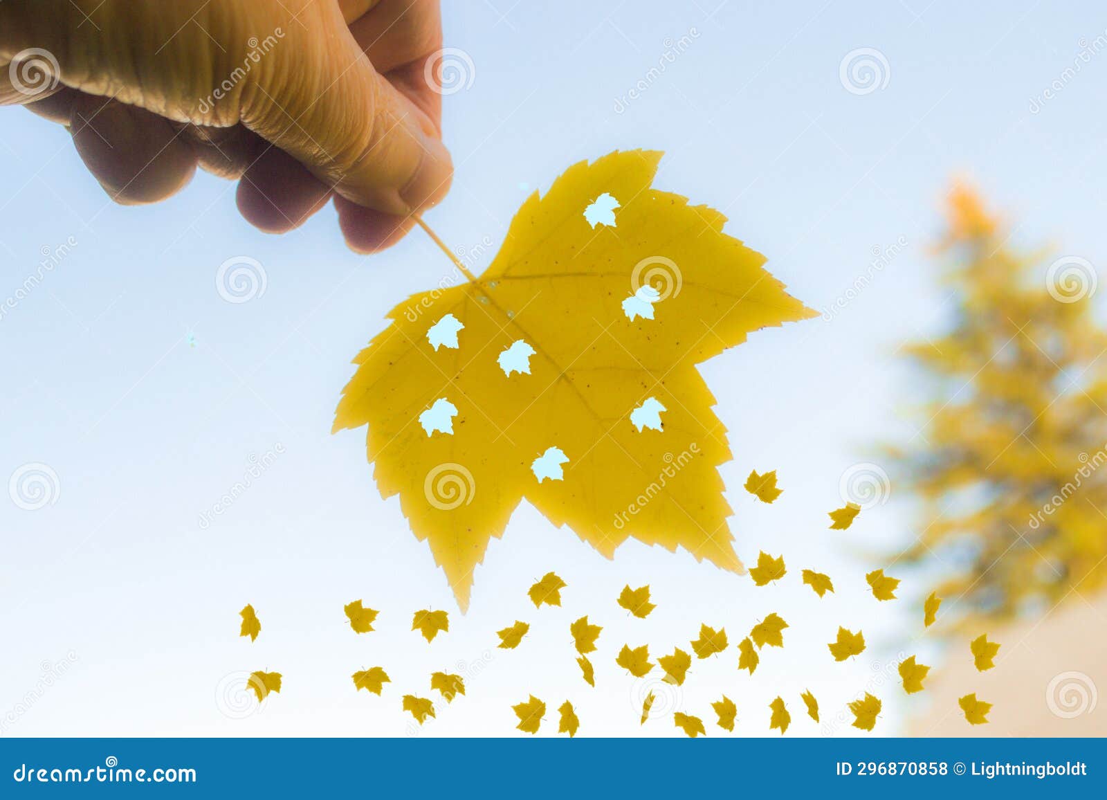 Little Maple Leafs Falling from a Big Maple Leaf in the Autumn Stock ...