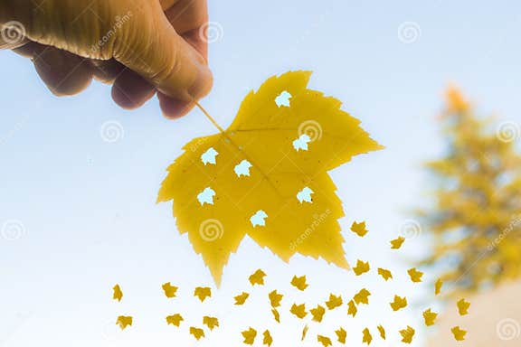 Little Maple Leafs Falling from a Big Maple Leaf in the Autumn Stock ...