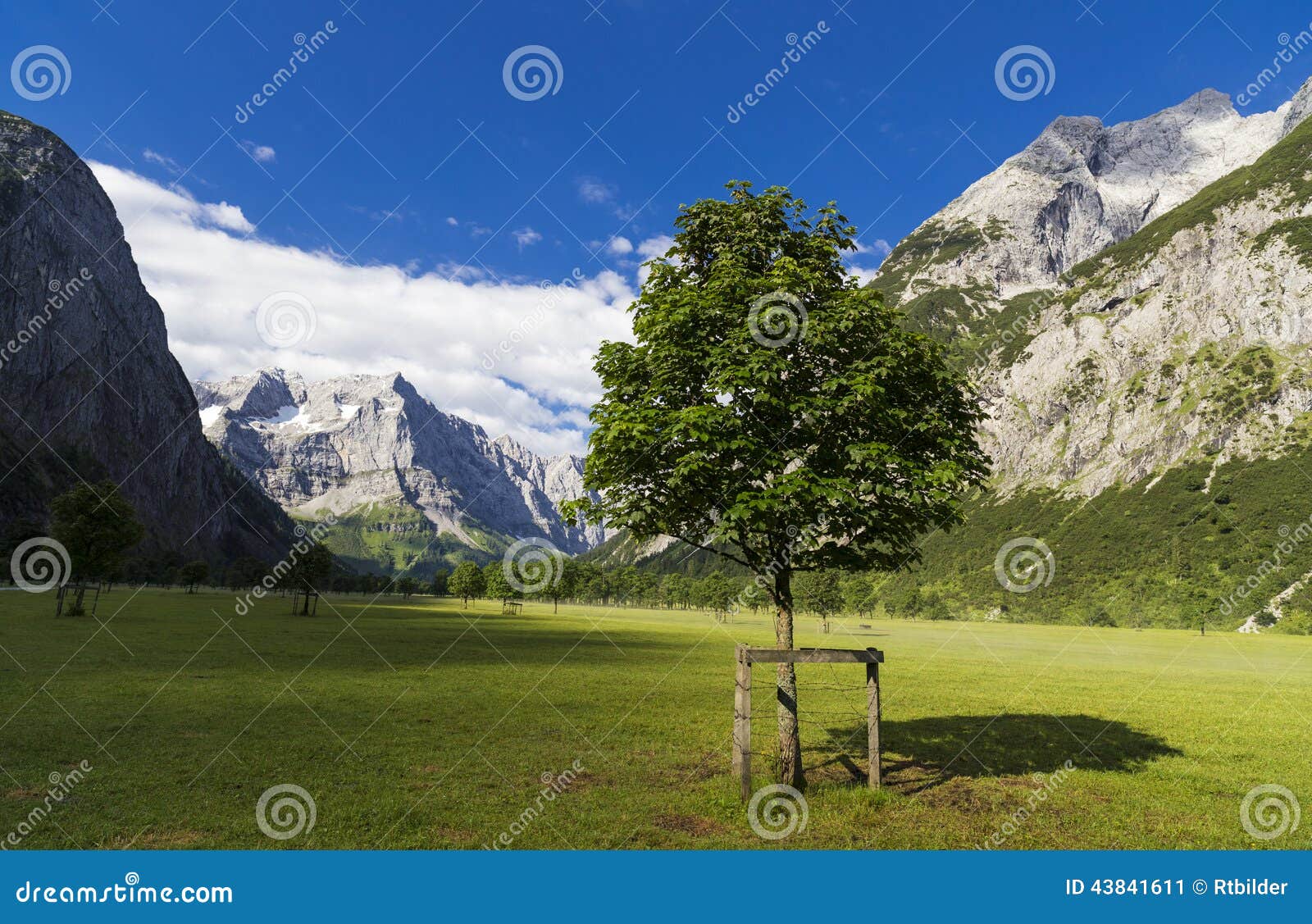 Little maple tree stock image. Image of plant, alps, maple - 43841611