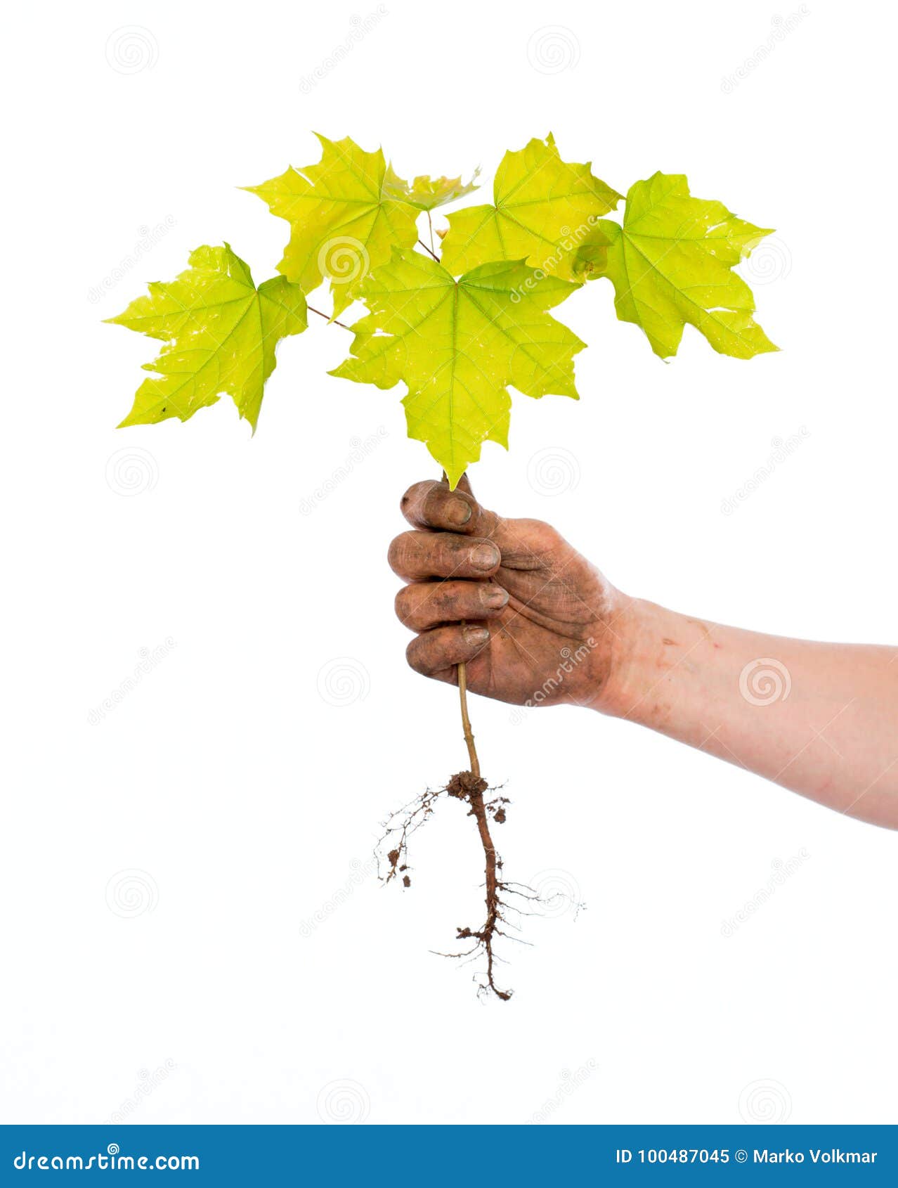 Little Maple Tree in a Hand Stock Image - Image of dirt, care: 100487045