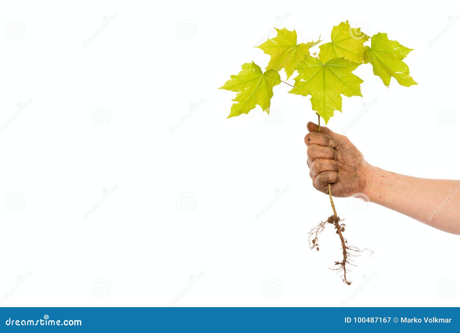 Little Maple Tree in a Hand Stock Image - Image of green, human: 100487167