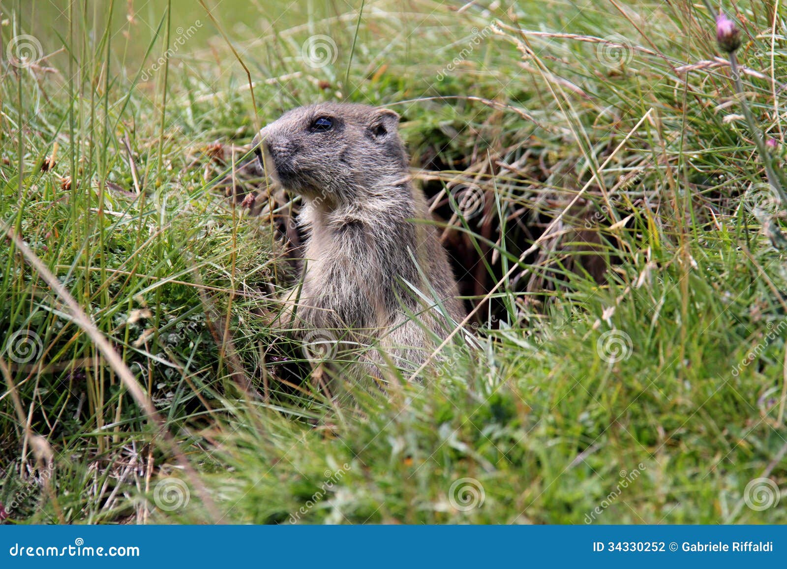 Little marmot stock photo. Image of digger, coat, marmot - 34330252
