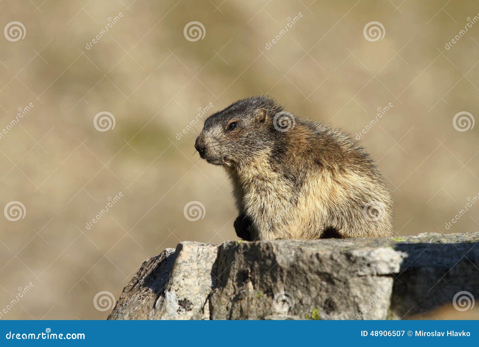 Little marmot stock image. Image of nature, wildlife - 48906507