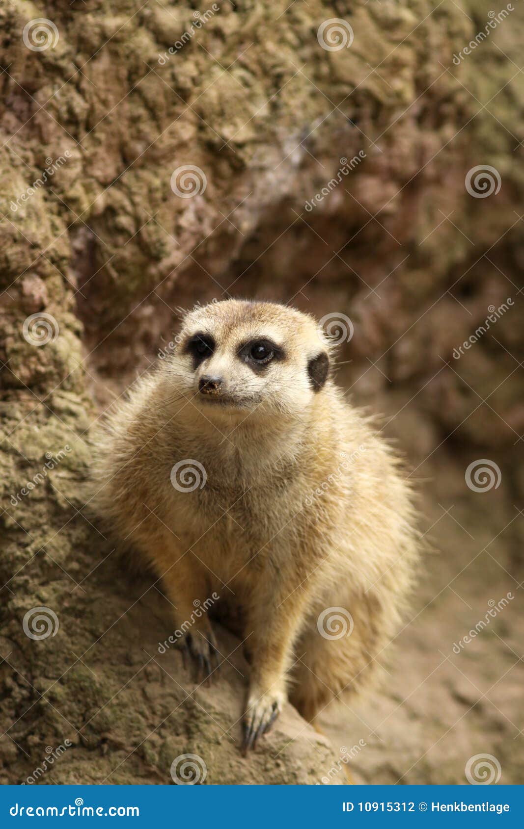 Little Meerkat on the Look Out Stock Photo - Image of nature, black ...