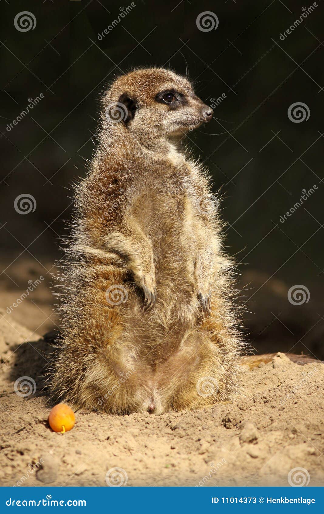 Little Meerkat Standing Upright Stock Image - Image of head, grey: 11014373
