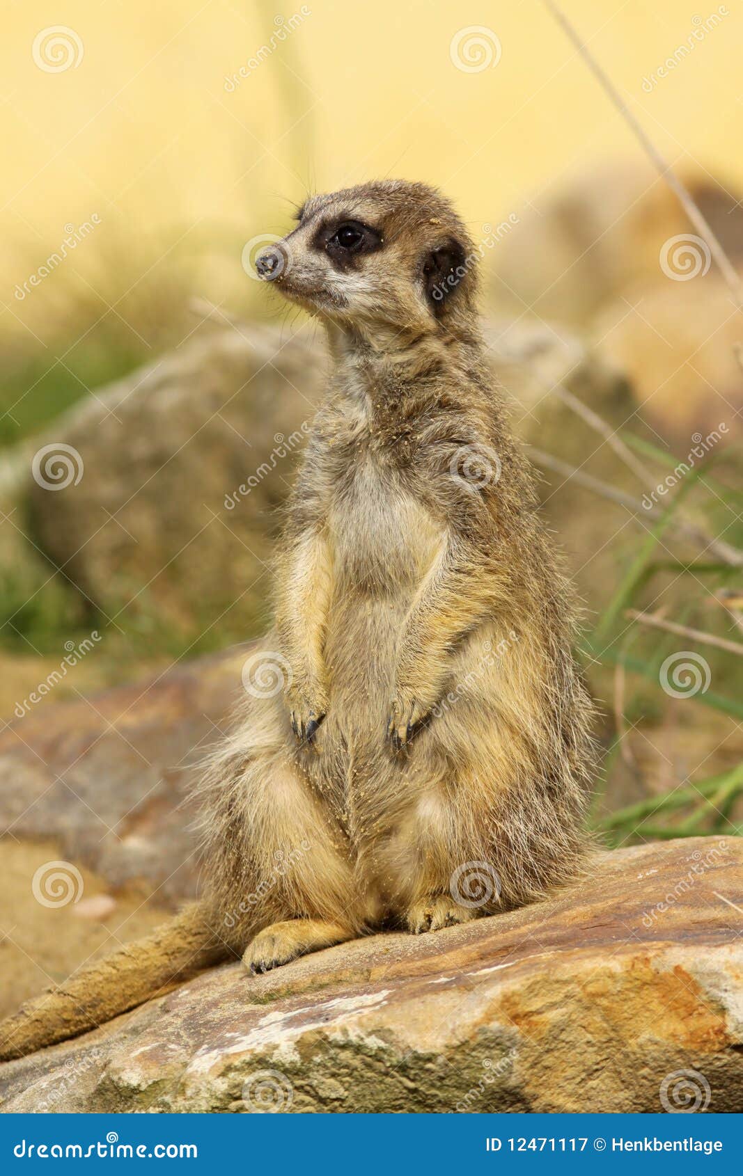 Little Meerkat Standing Upright Stock Image - Image of mammal, rock ...