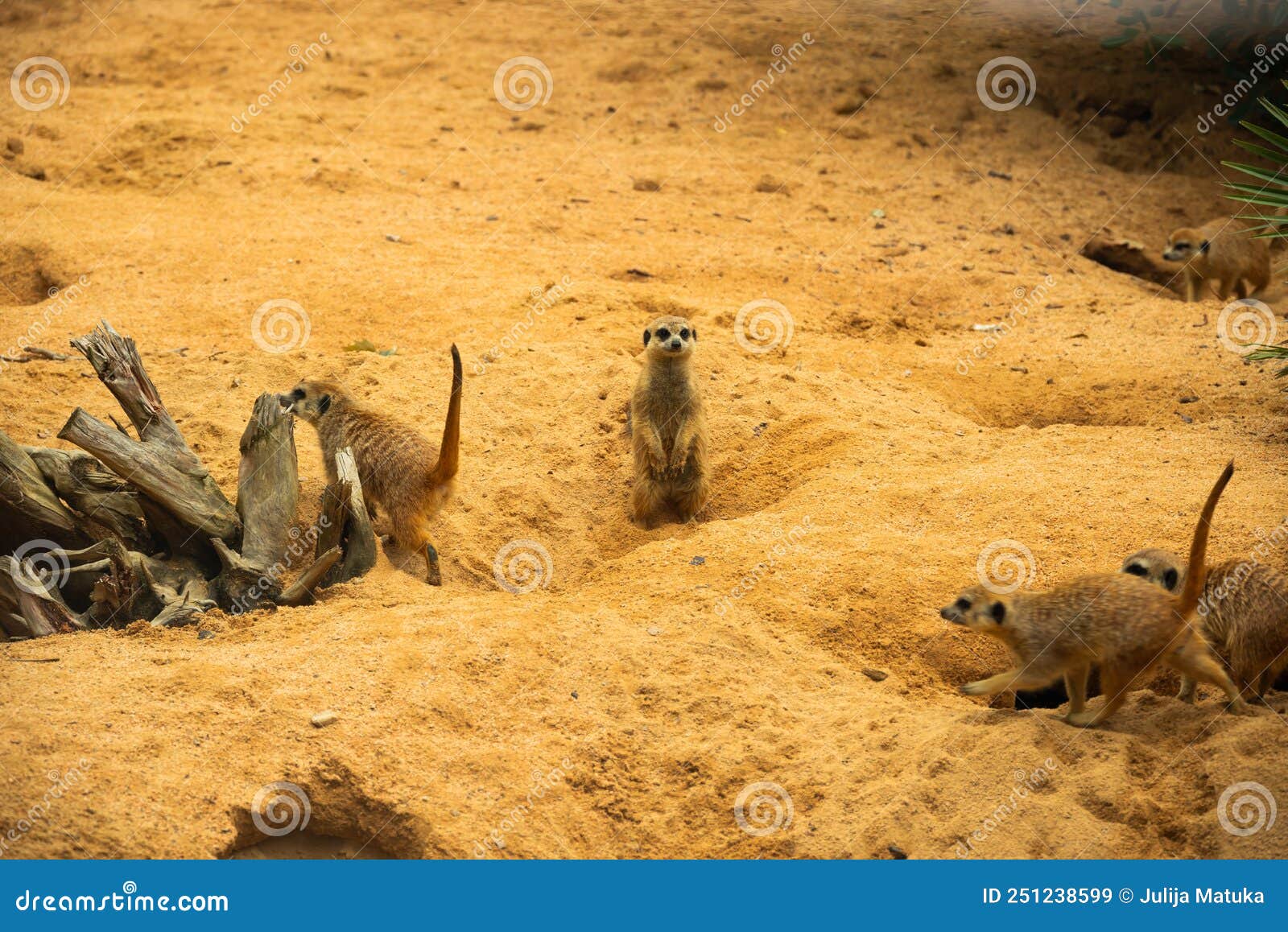 Little Meerkats Standing Ready To Run on the Sand Stock Image - Image ...