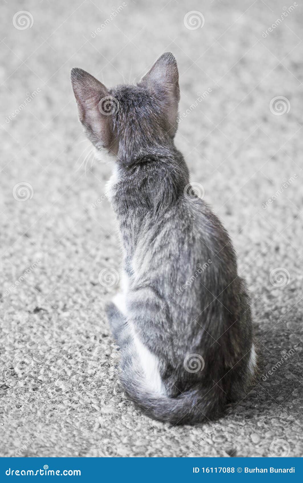 Little Meow stock photo. Image of species, paws, animals - 16117088