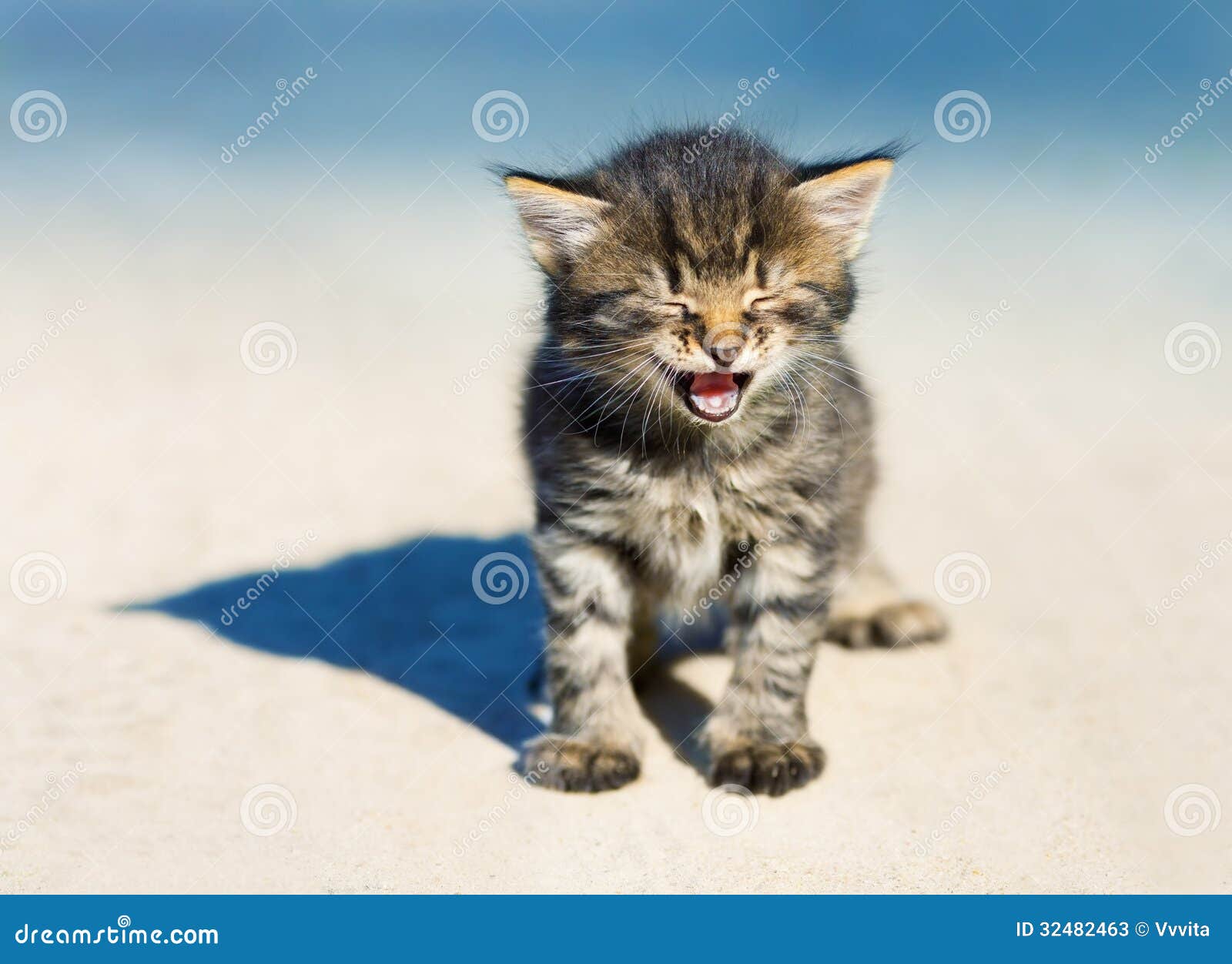 Little meowing kitten stock image. Image of kitten, alone - 32482463