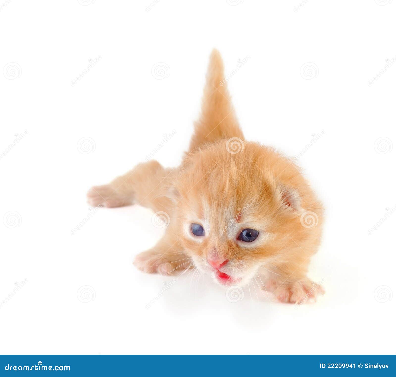 Little mewing kitten stock image. Image of orange, neonate - 22209941