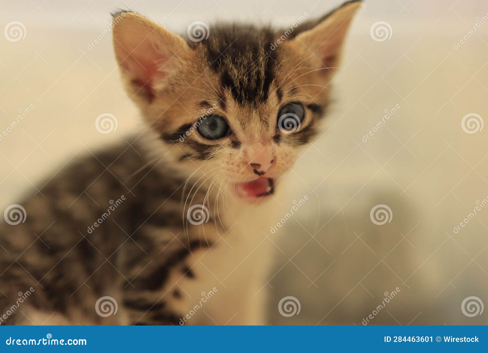 A Little Mewing Tabby Kitten Stock Image - Image of mammal, adorable ...