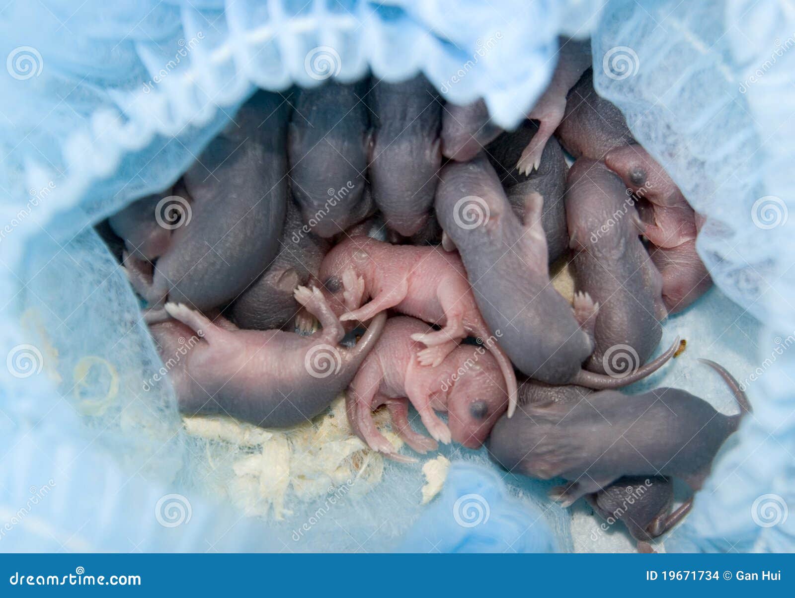 Little mice stock photo. Image of fast, little, life - 19671734