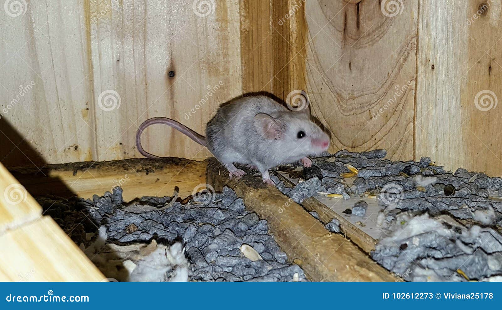 Scared Real Mouse