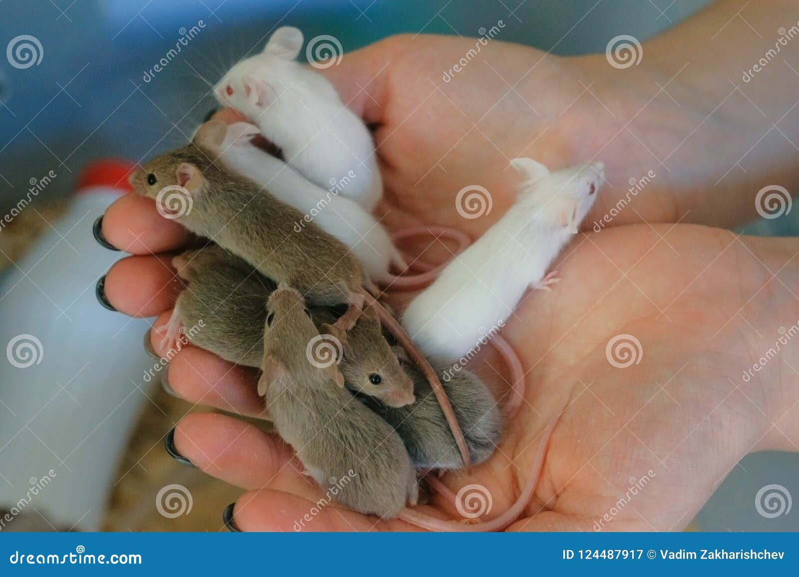 Little Mice in a Woman`s Hand in a Lab. Stock Image - Image of nature ...