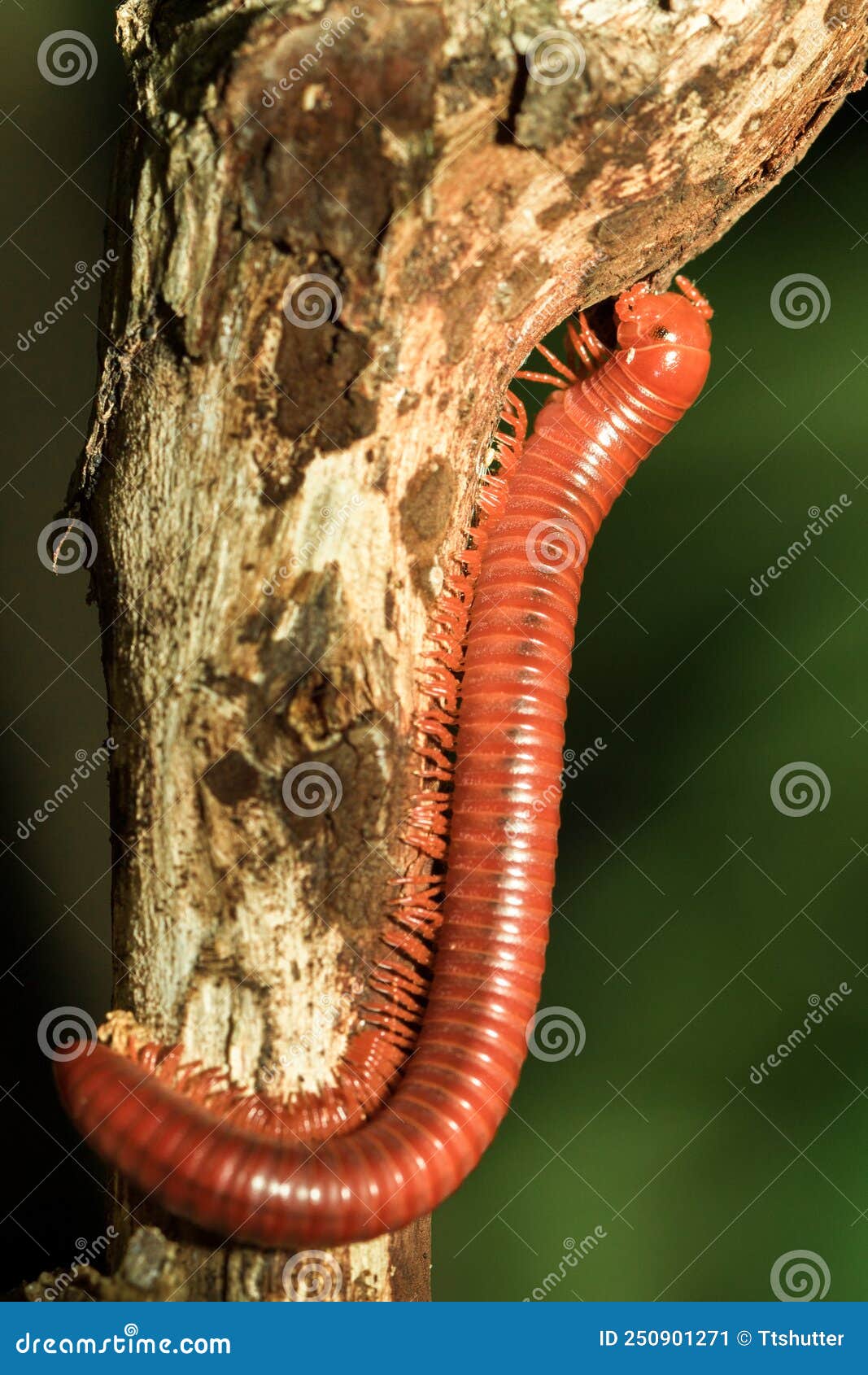 Little millipede stock image. Image of asia, branch - 250901271