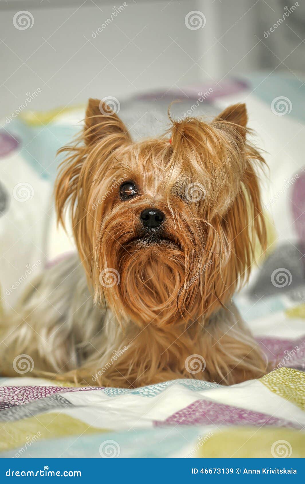 Little mini York Terrier stock image. Image of portrait - 46673139