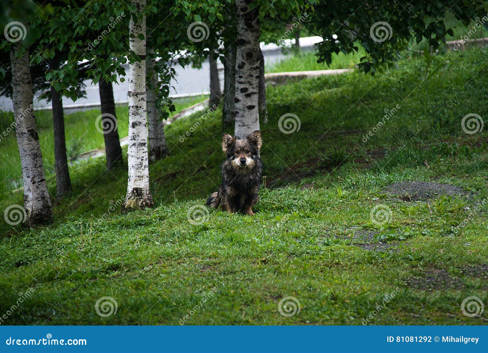 Little Mongrel is Sitting Under Trees. Stock Photo - Image of tyke ...