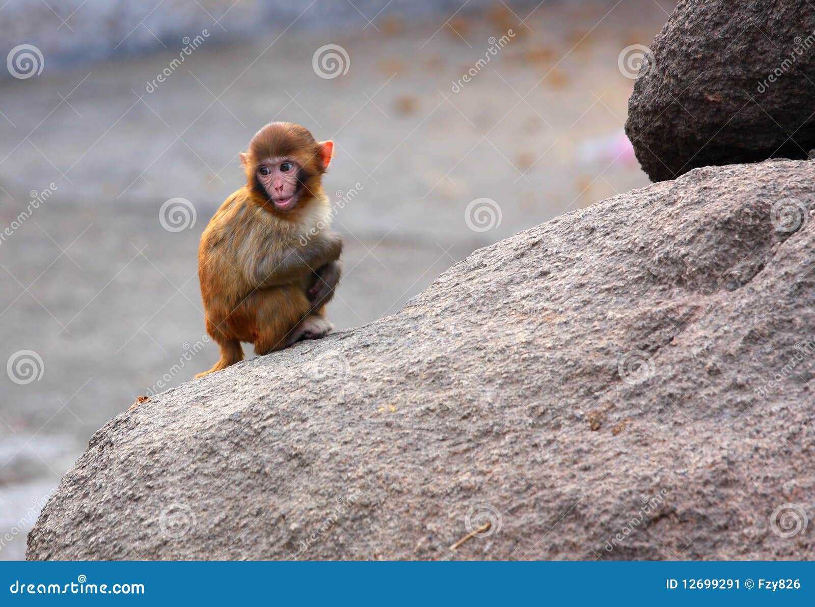 Little monkey stock image. Image of beast, mammals, cute - 12699291