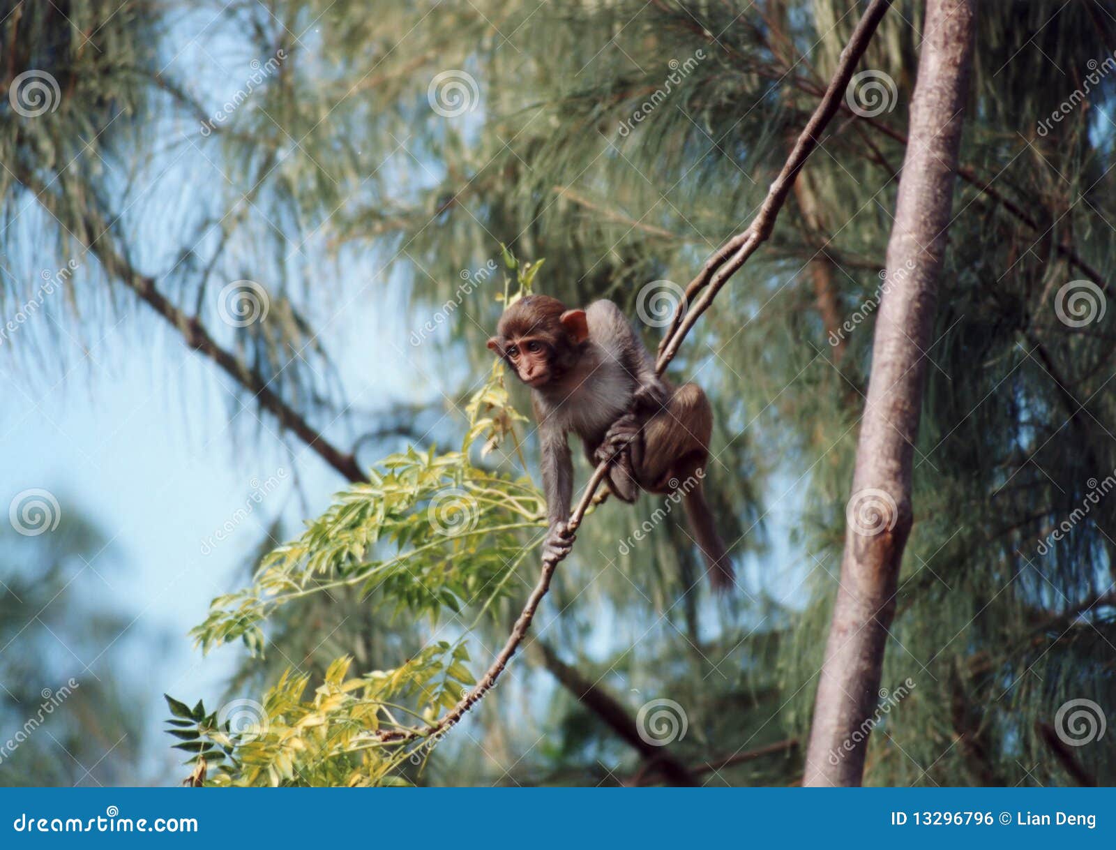 Little monkey stock photo. Image of swing, outdoor, monkey - 13296796