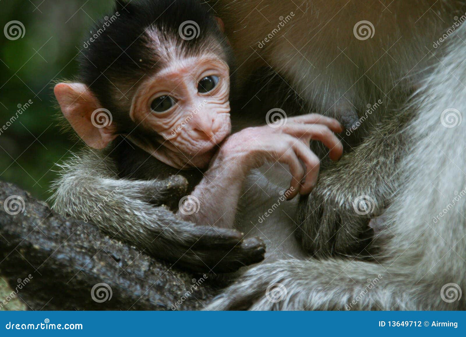 Little monkey stock photo. Image of monkey, outdoor, daylight - 13649712