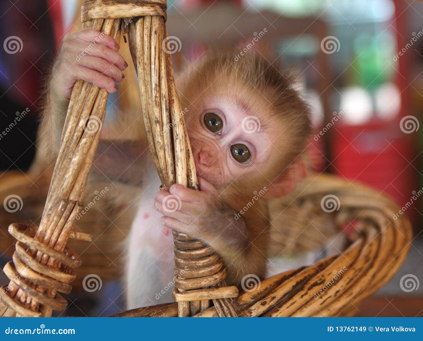 Little monkey stock image. Image of monkey, child, friendly - 13762149