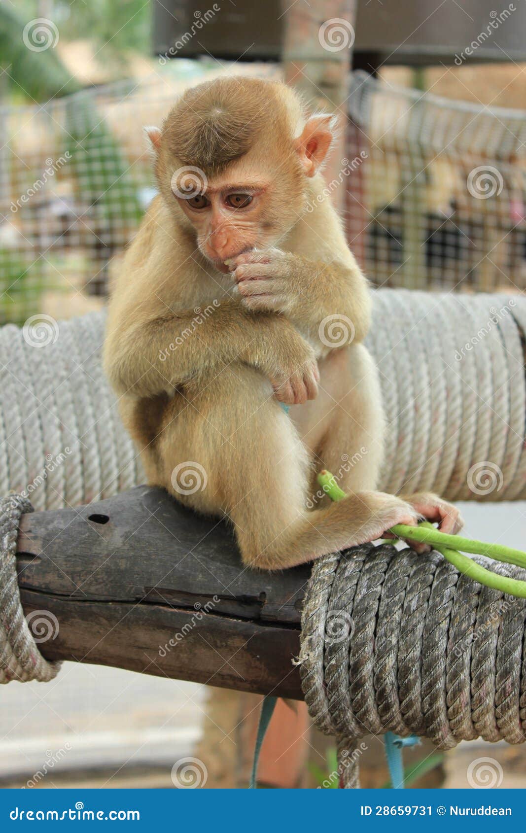 Little Monkey stock image. Image of cautious, focused - 28659731