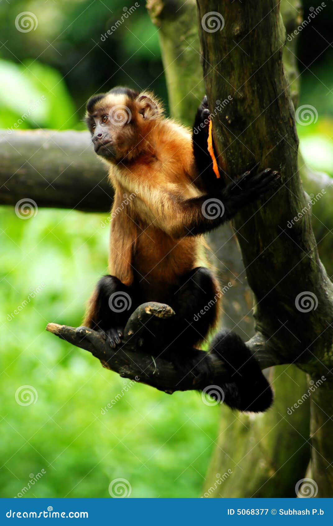 Little monkey stock image. Image of primate, pbsubhash - 5068377