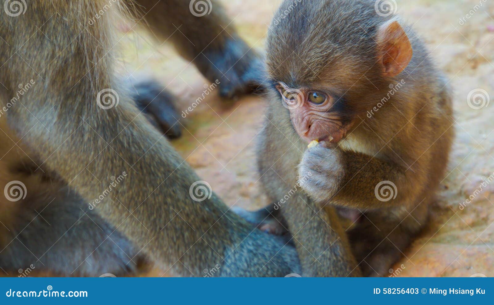 Little monkey stock image. Image of fire, monkey, japanese - 58256403