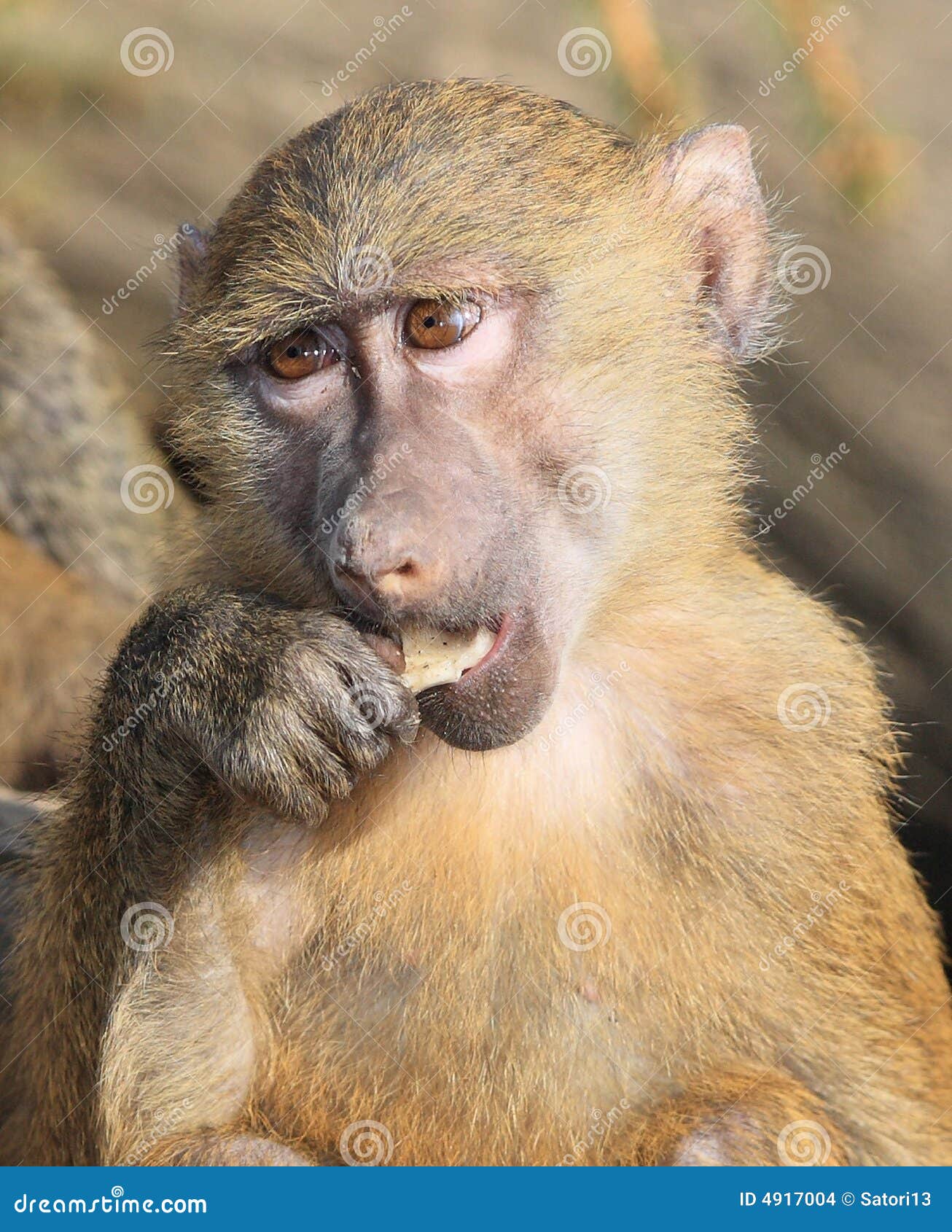 Little monkey (baboon) stock photo. Image of baboon, wild - 4917004