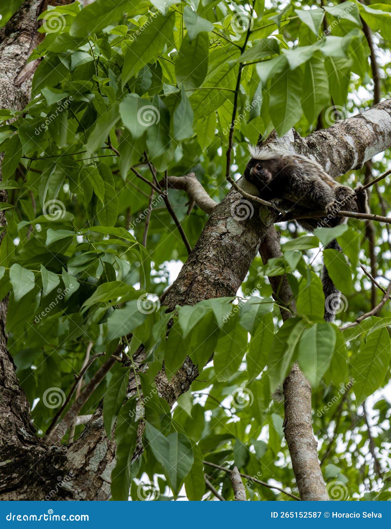Little Monkey between the Branches of a Tree Stock Image - Image of ...