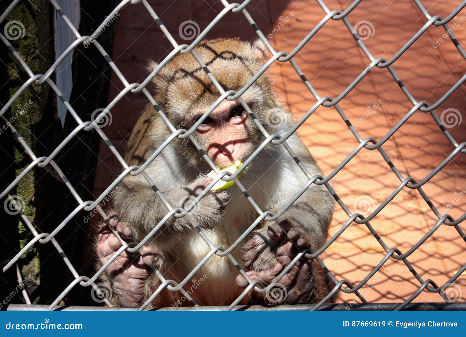 Little Monkey in a Cage, Eating an Apple Behind Bars. Stock Image ...