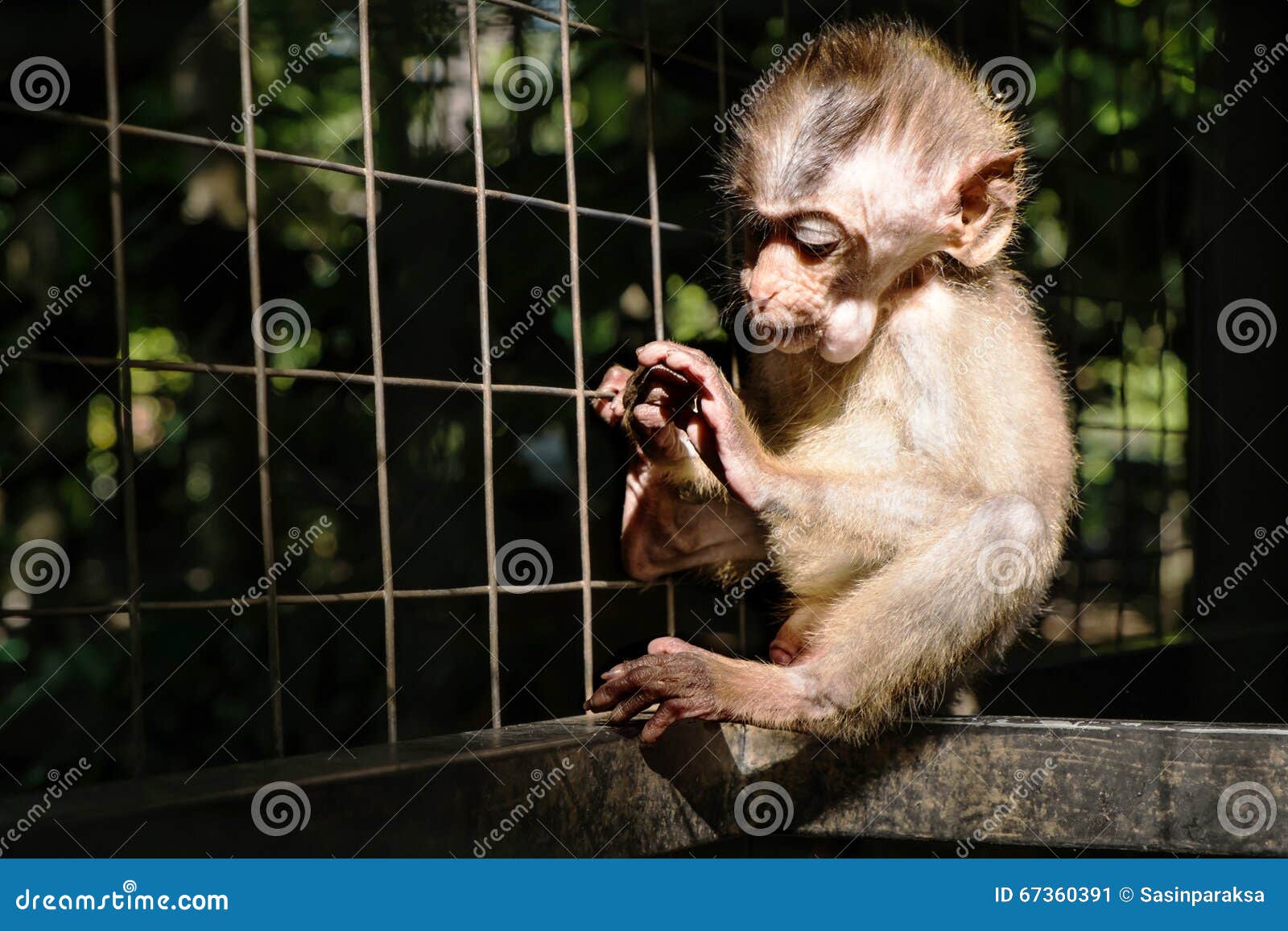 Little Monkey in Cage, Selective Focus, with Dark Dramatic Environmanet ...