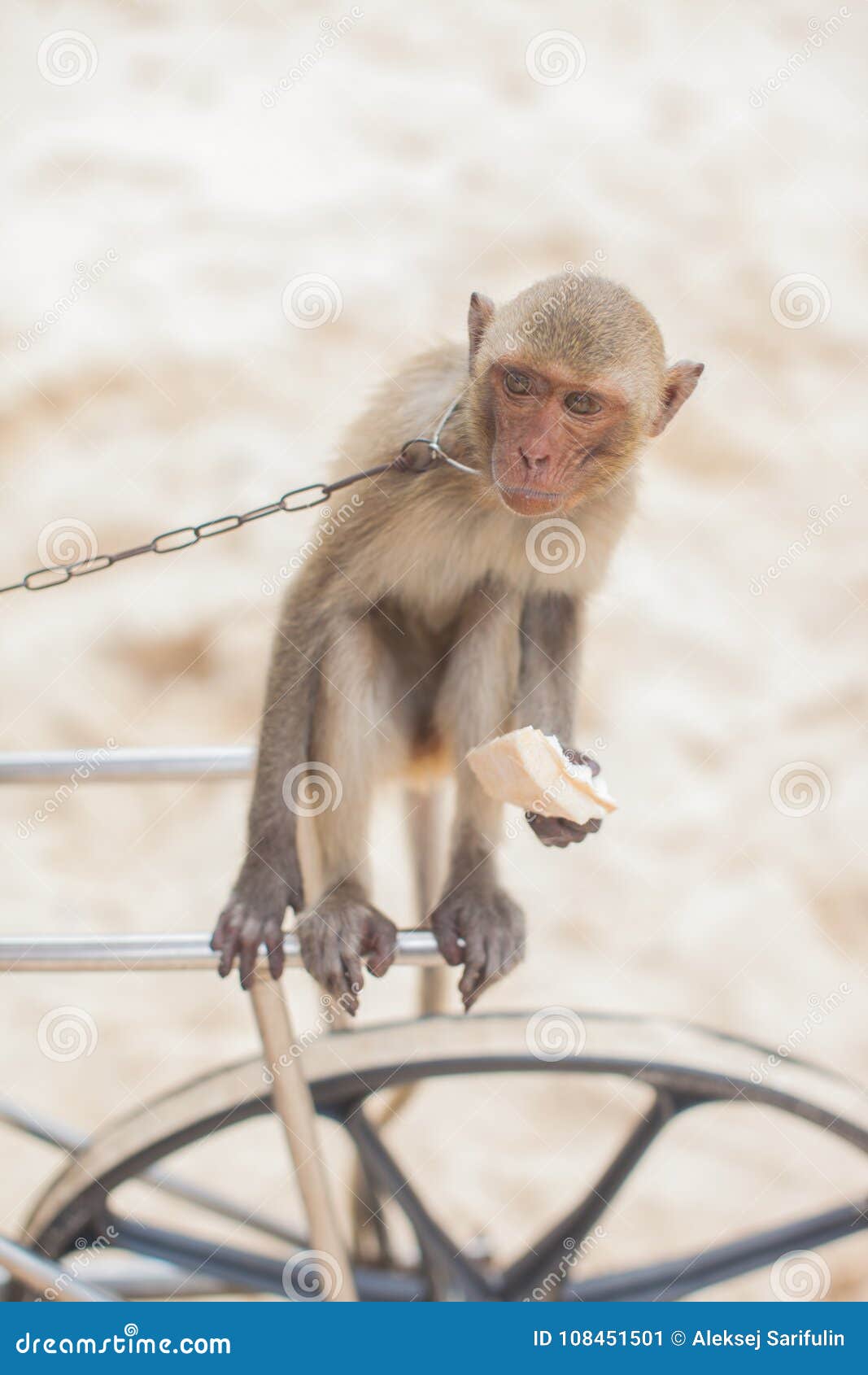 Little monkey on chain stock image. Image of chained - 108451501