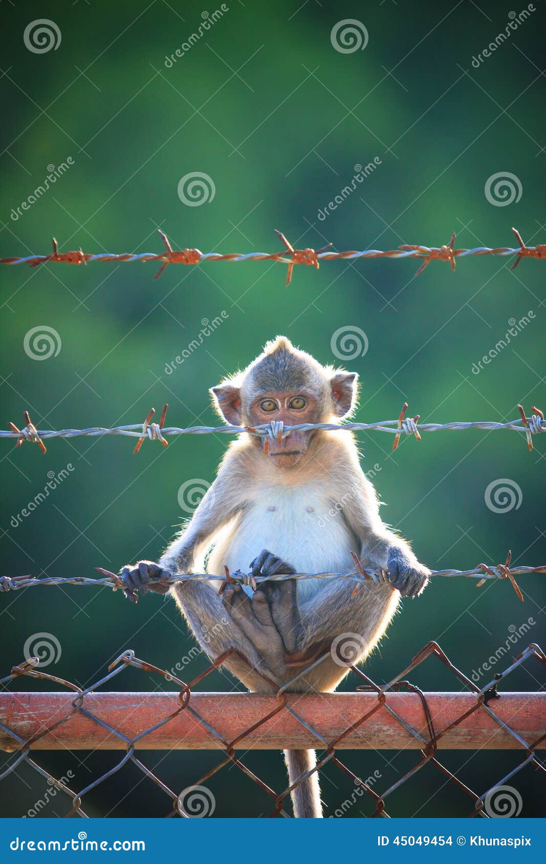 Little Monkey Climbing on Stell Fence Stock Photo - Image of fence ...