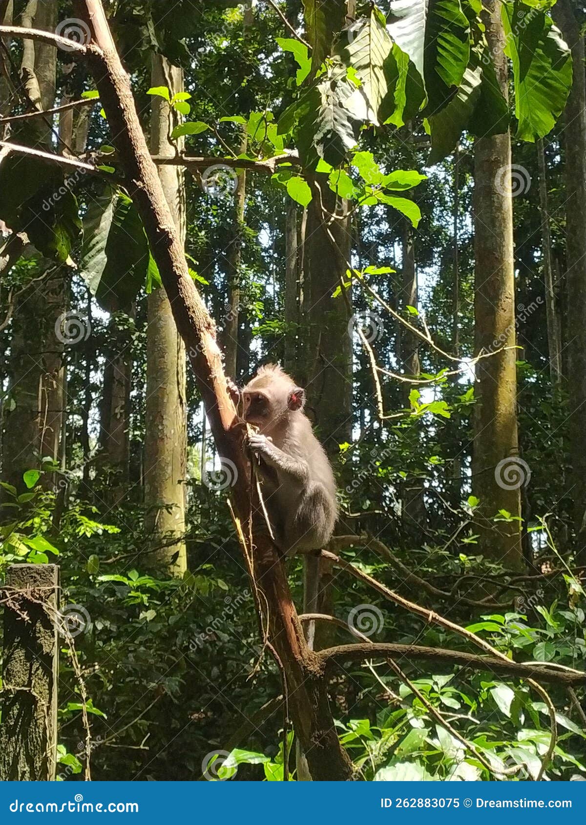 Little Monkey Climbing on a Tree Branch Stock Image - Image of climbing ...