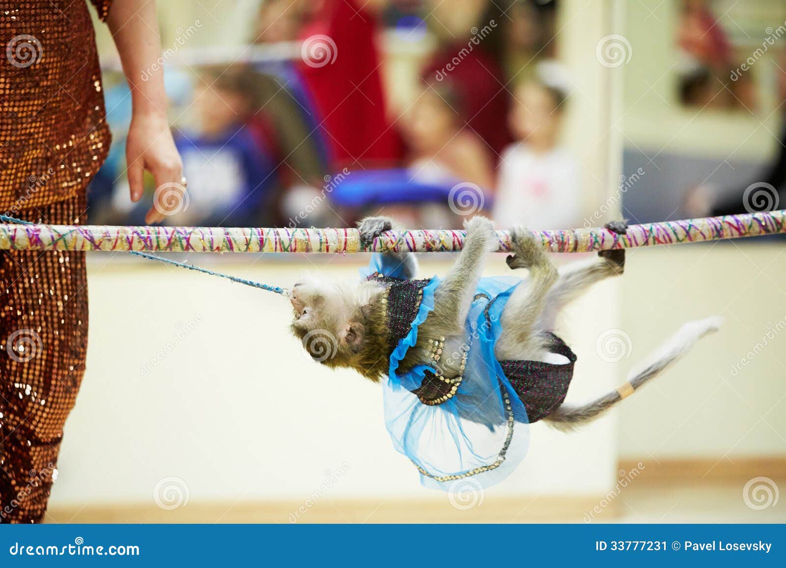 Monkey Tamer Stock Photos - Free & Royalty-Free Stock Photos from ...