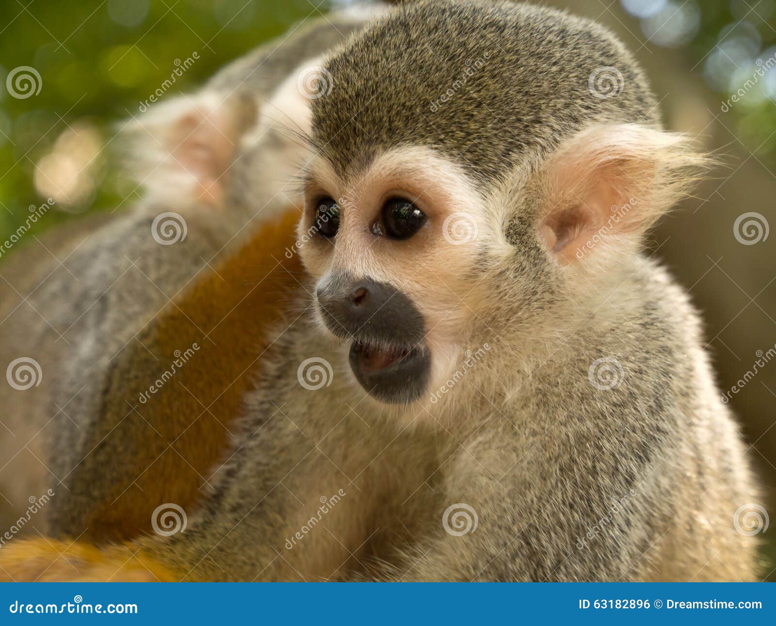 Little monkey stock photo. Image of nature, small, brown - 63182896
