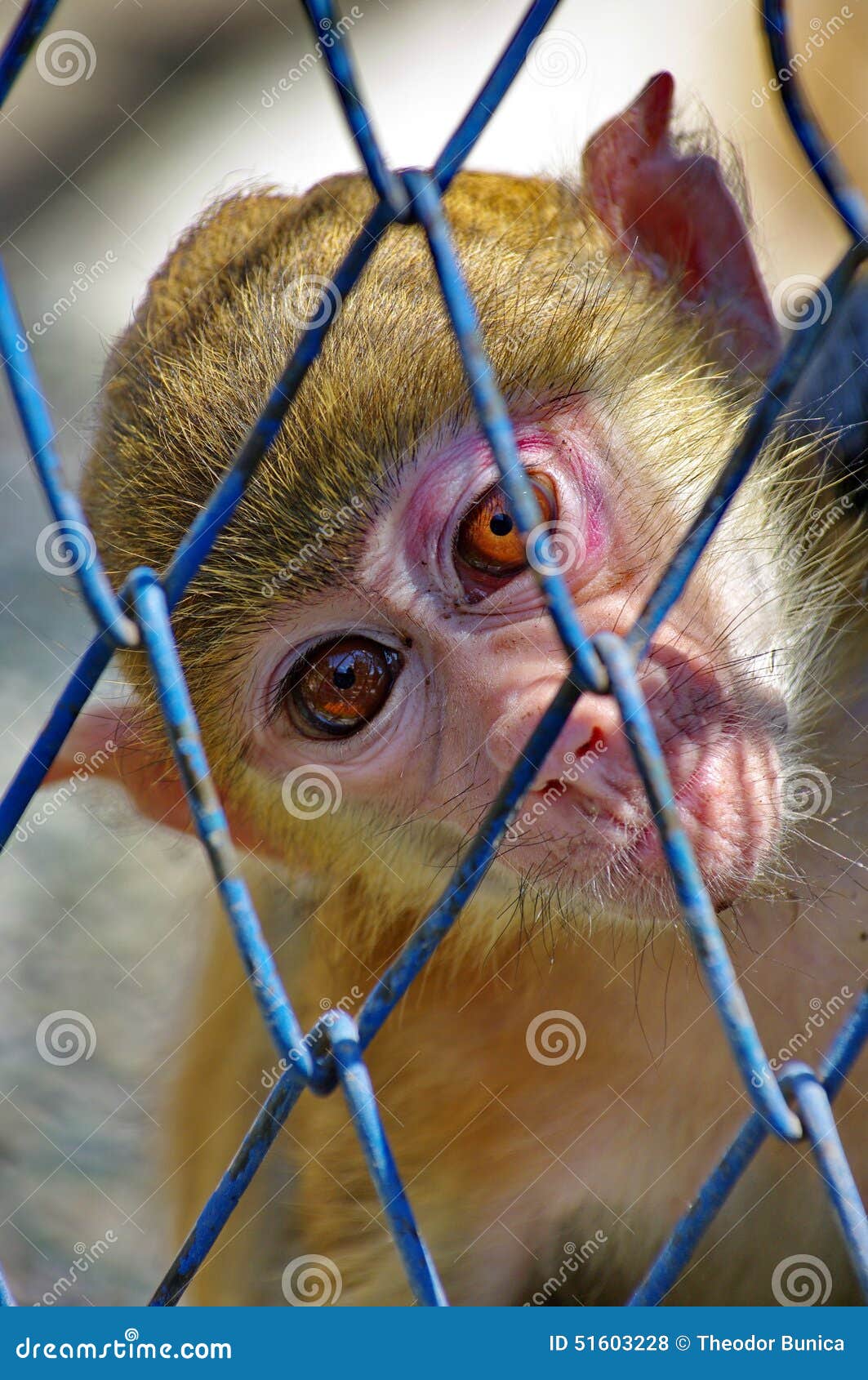 Little monkey in cage stock photo. Image of portrait - 51603228