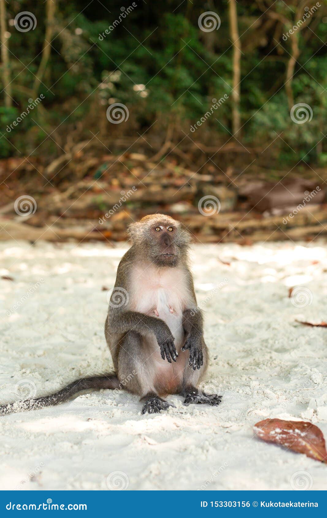 Little Monkey Cubs Life on a Tropical Island Stock Photo - Image of ...