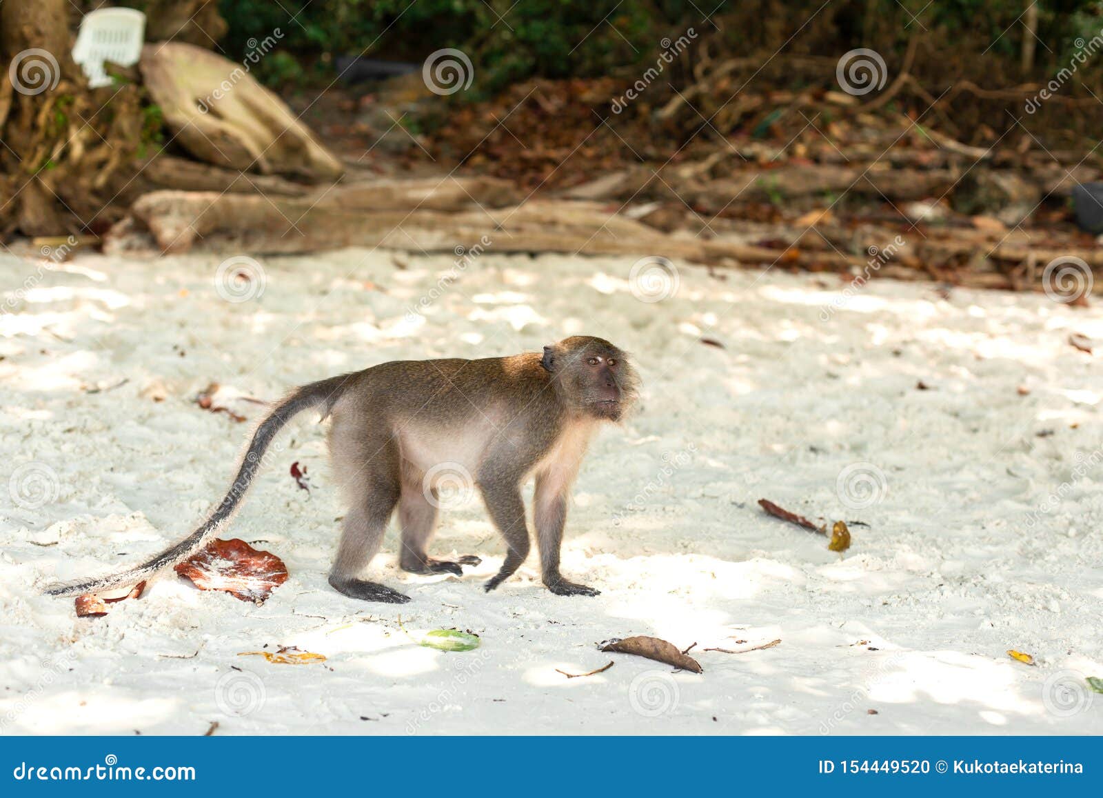 Little Monkey Cubs Life on a Tropical Island Stock Photo - Image of ...